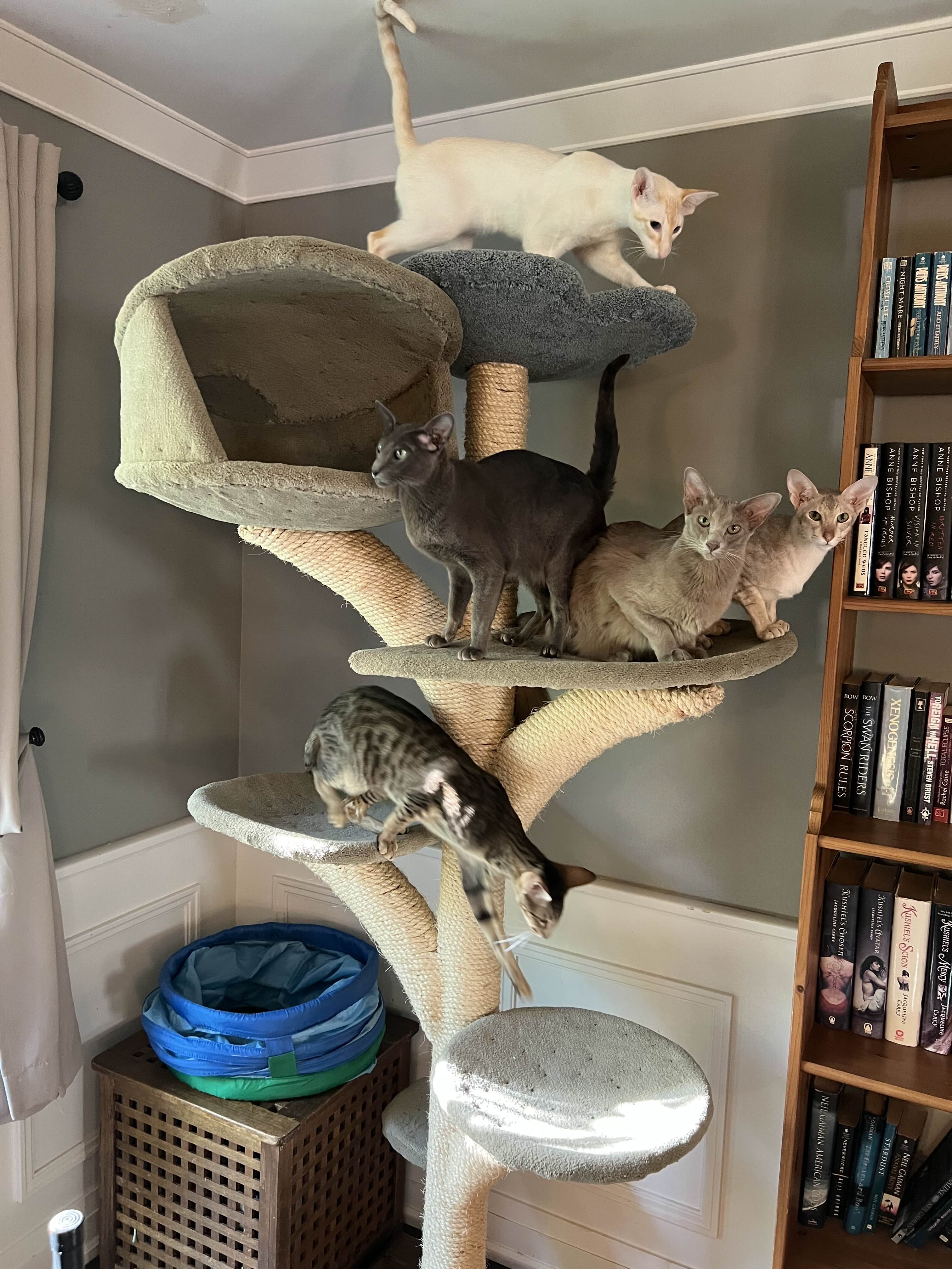 Six-tier Stratus tree – Cloud 9 Cat Trees